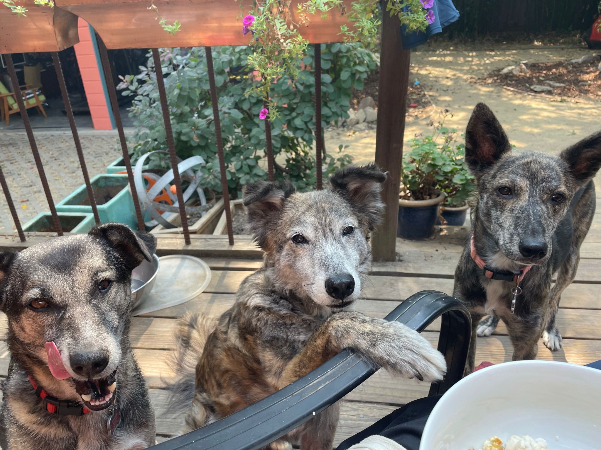 Happy endings – Animal Aware