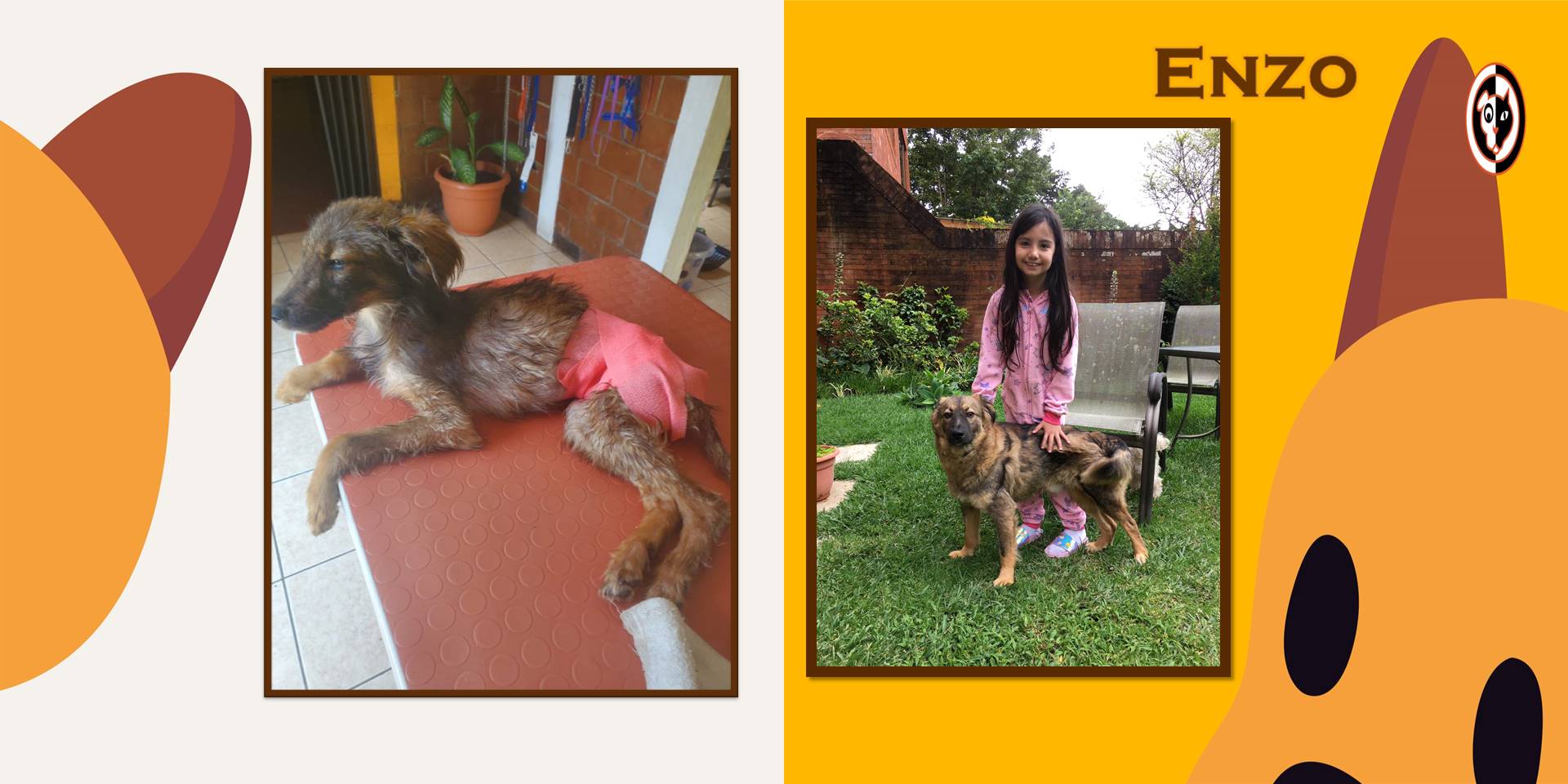 Before & After – Animal Aware