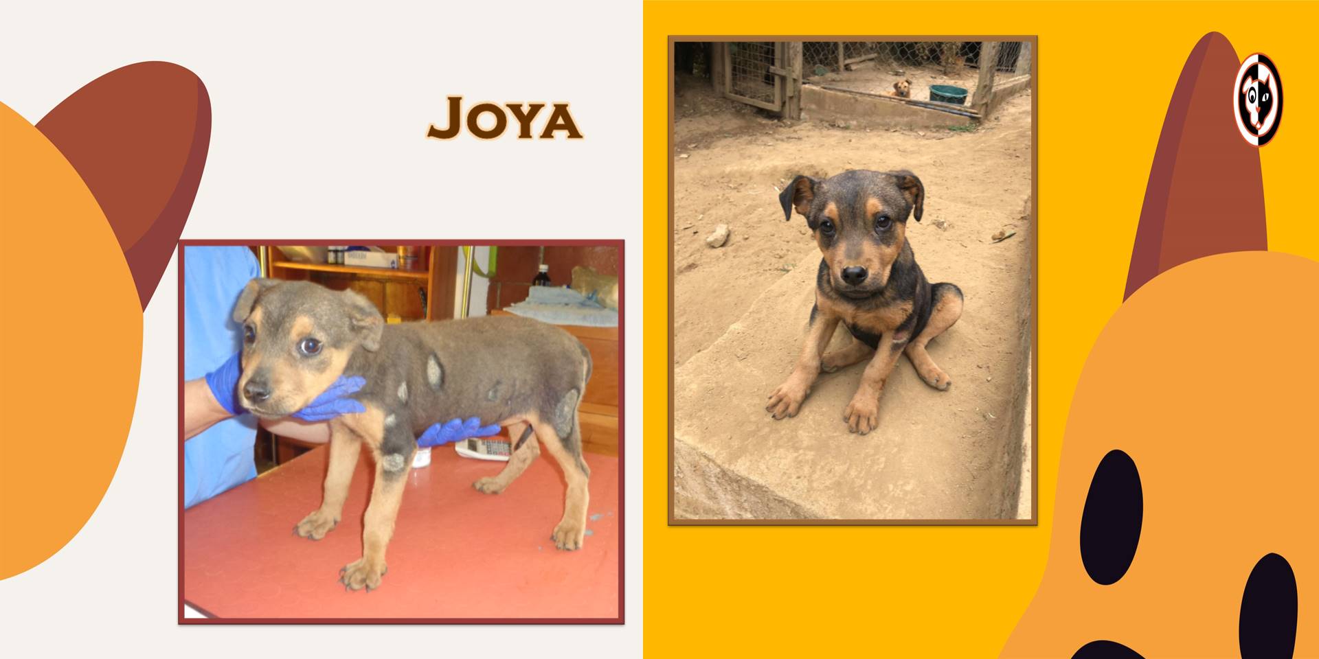 Before & After – Animal Aware
