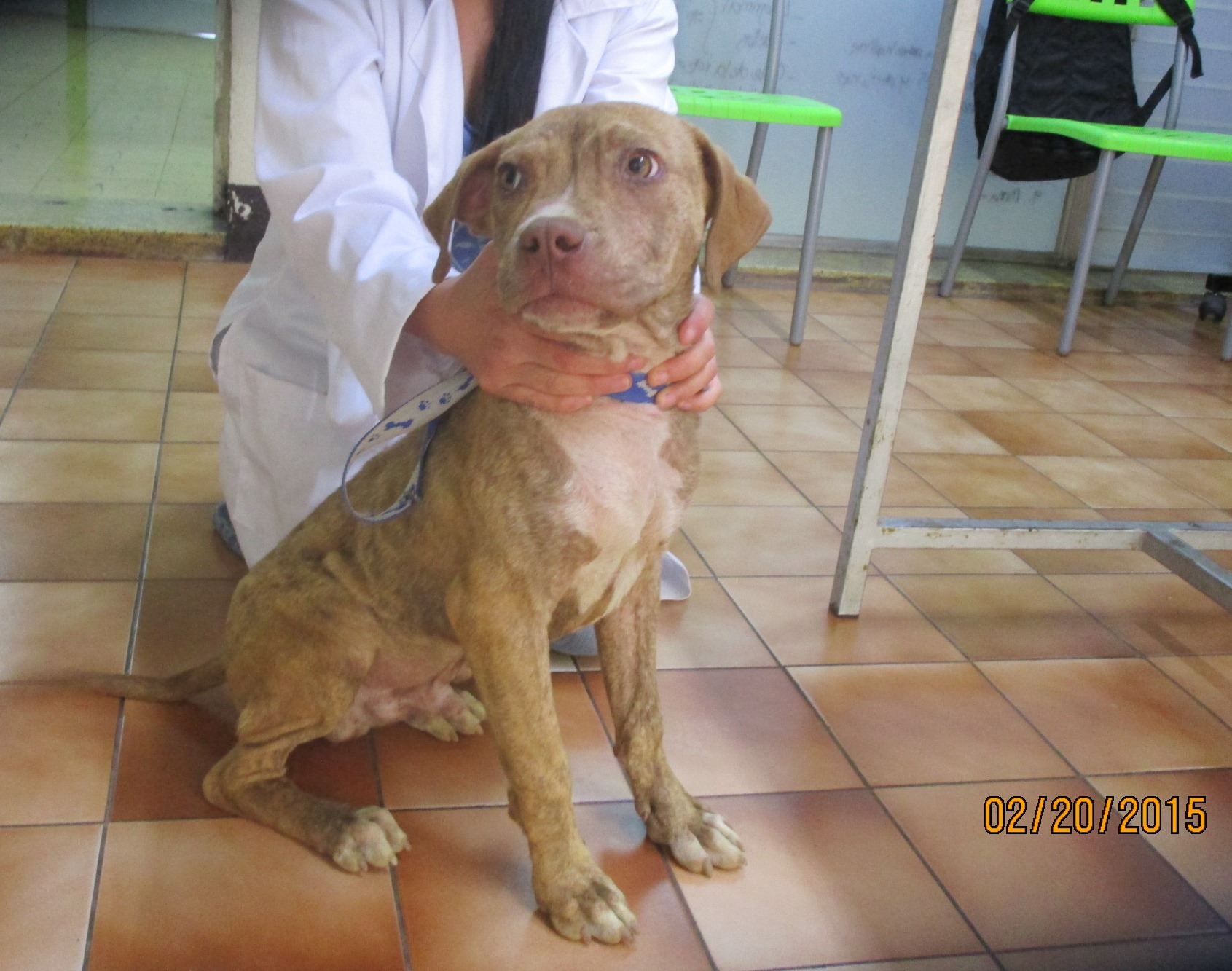 Bruno – Animal Aware