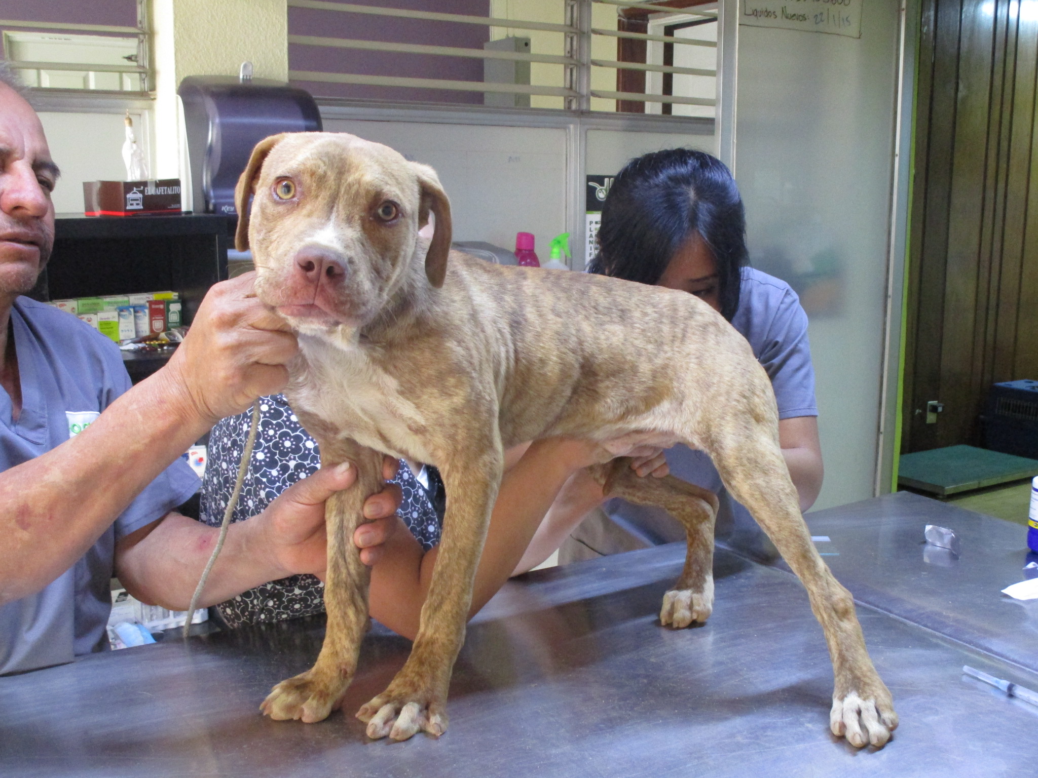 Bruno – Animal Aware